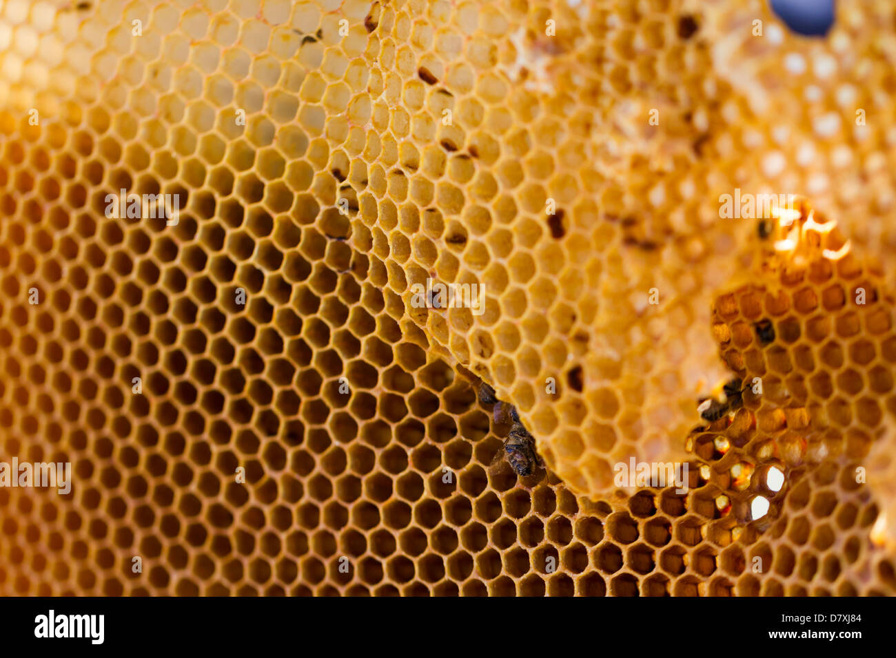 Installation of bee hives at new location Stock Photo - Alamy