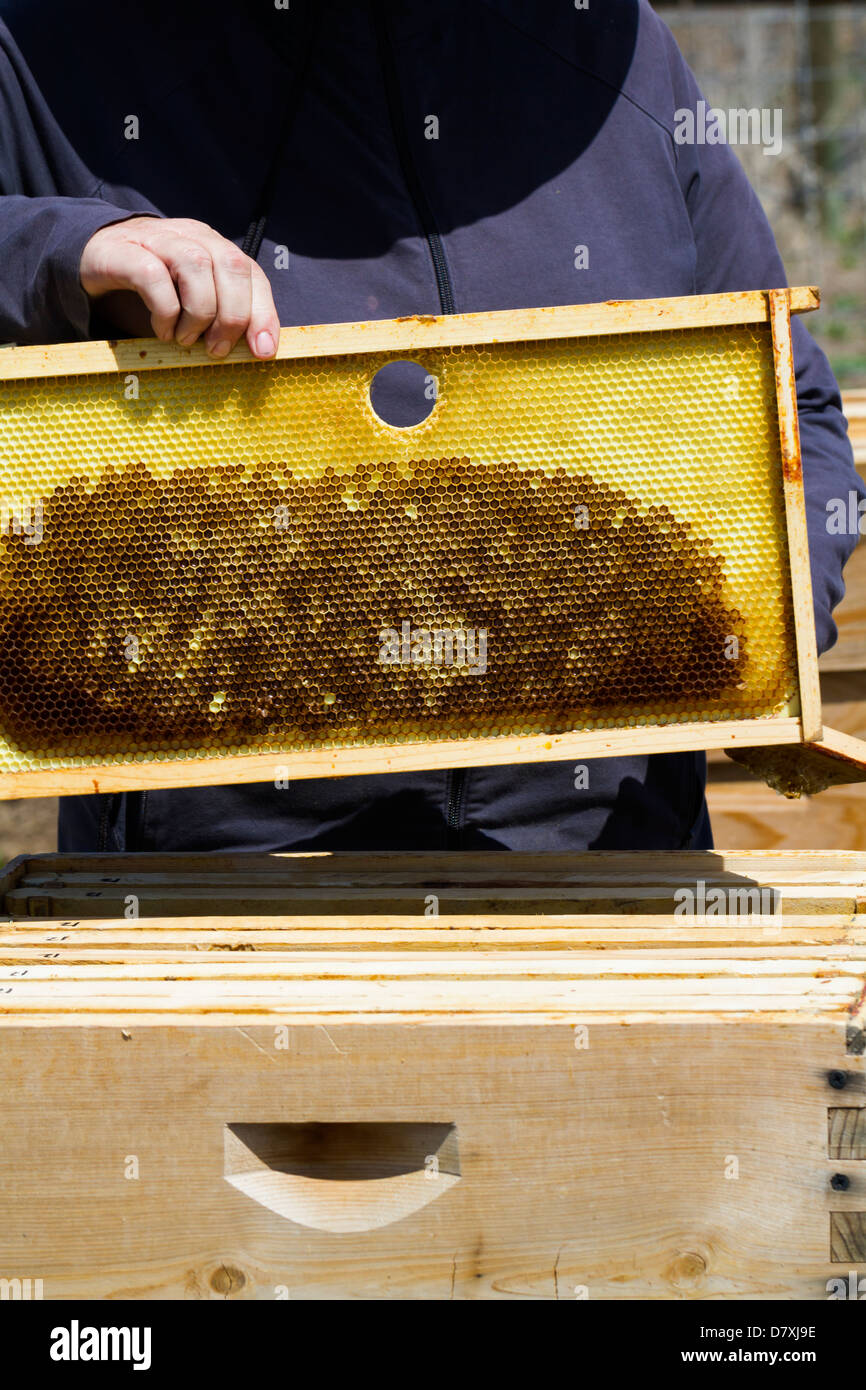 Installation of bee hives at new location Stock Photo - Alamy