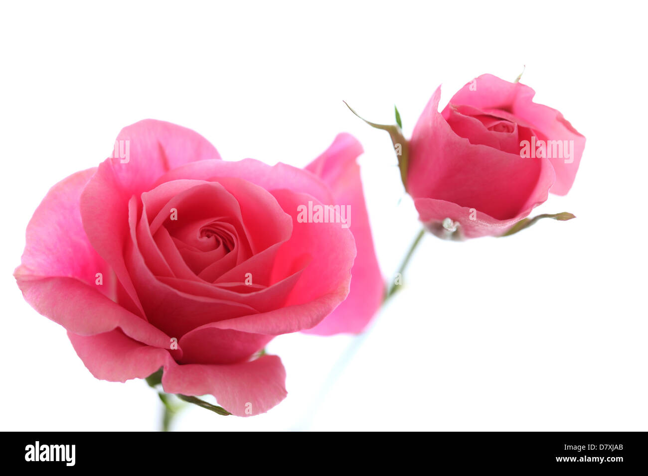 Pink roses Cut Out Stock Images & Pictures - Alamy
