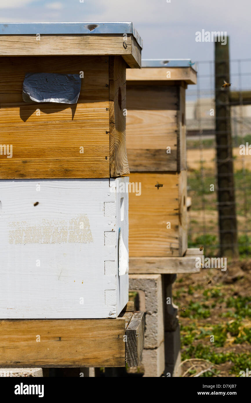 Installation of bee hives at new location Stock Photo - Alamy