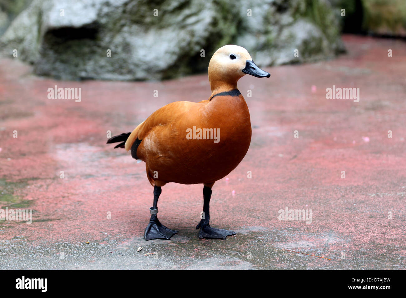 Red Ducks are nice stay After swimming Stock Photo - Alamy