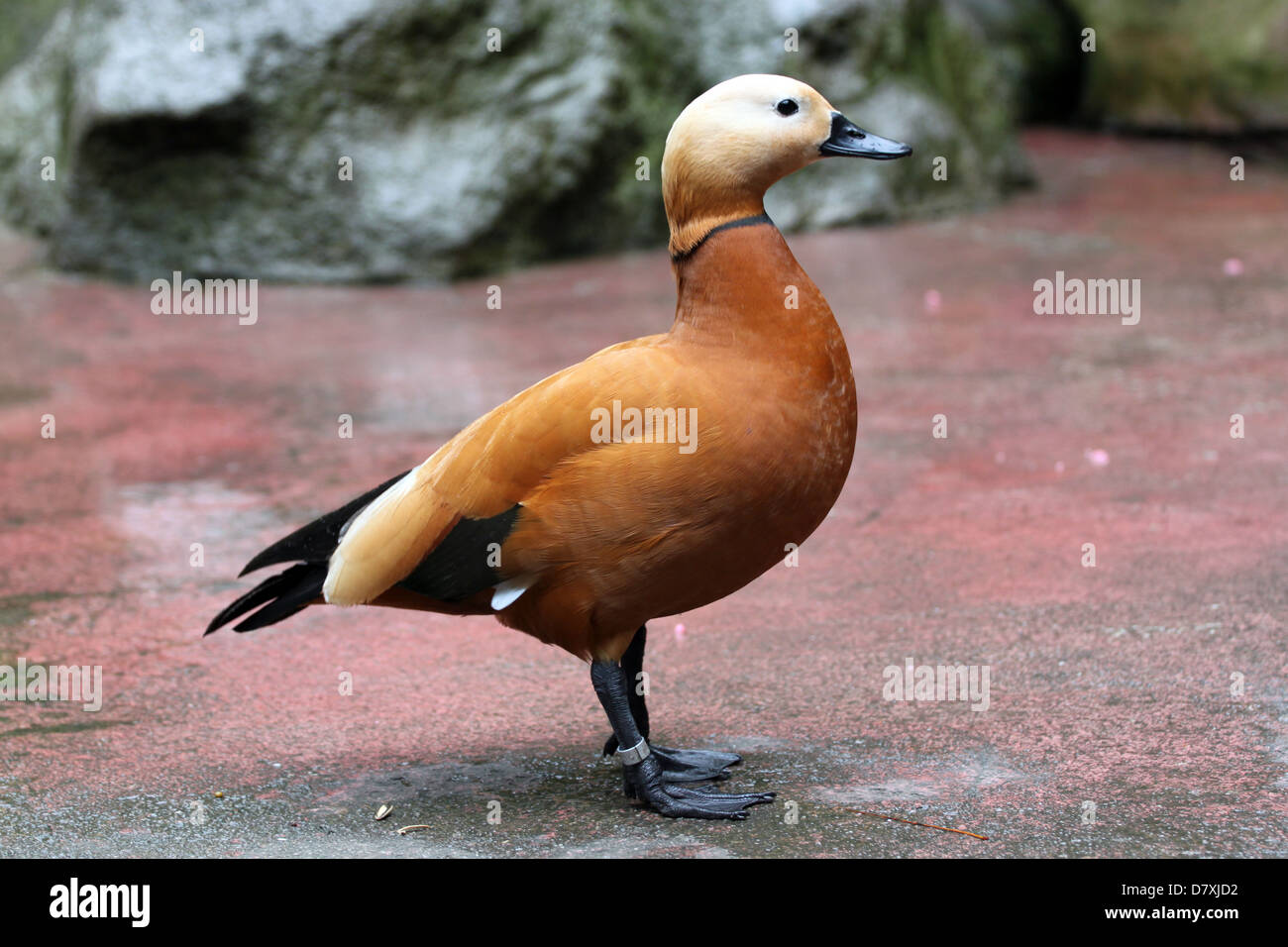 Red Ducks are nice stay After swimming Stock Photo - Alamy