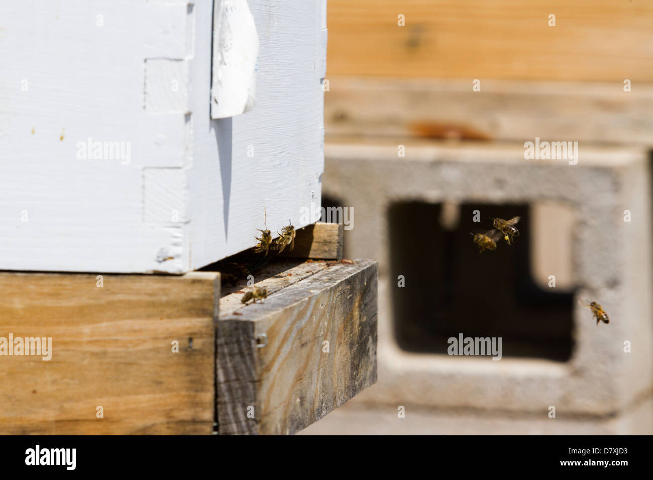 Installation of bee hives at new location Stock Photo - Alamy