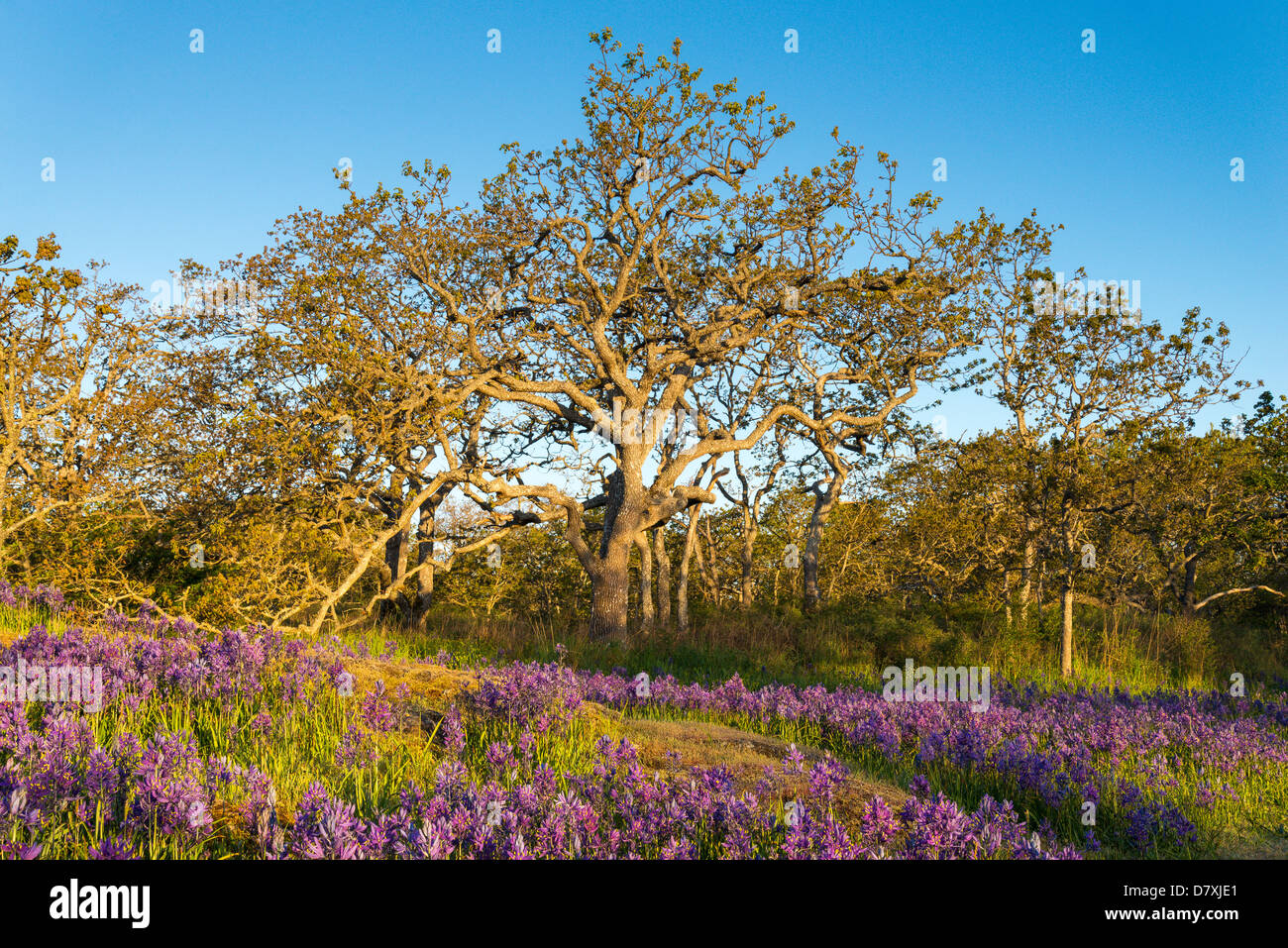 Garry Oak High Resolution Stock Photography and Images - Alamy