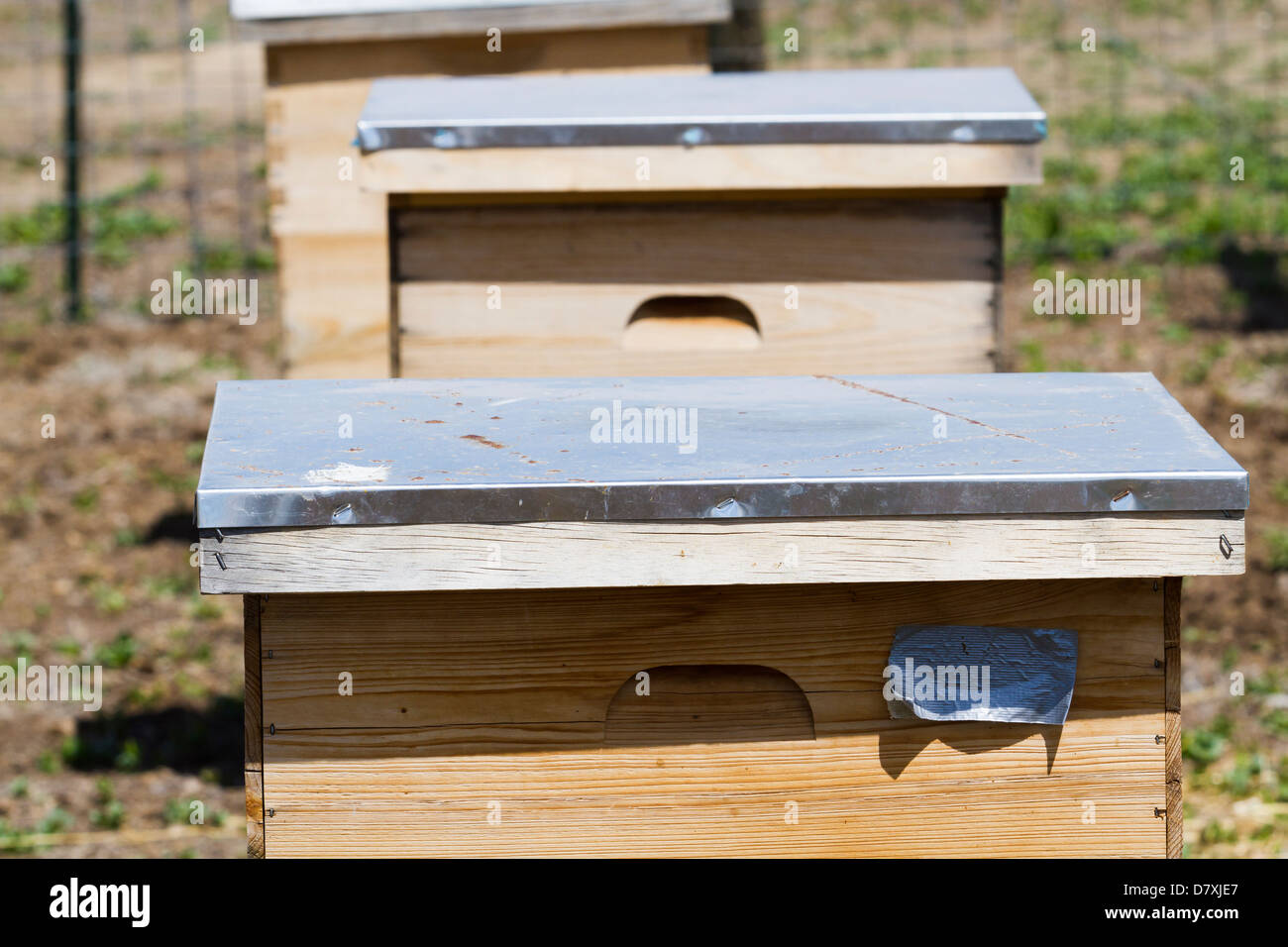 Installation of bee hives at new location Stock Photo - Alamy
