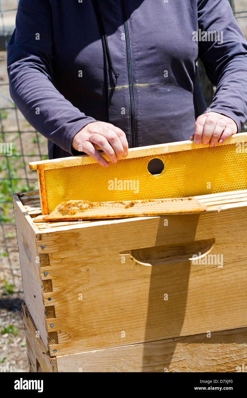 Installation of bee hives at new location Stock Photo - Alamy