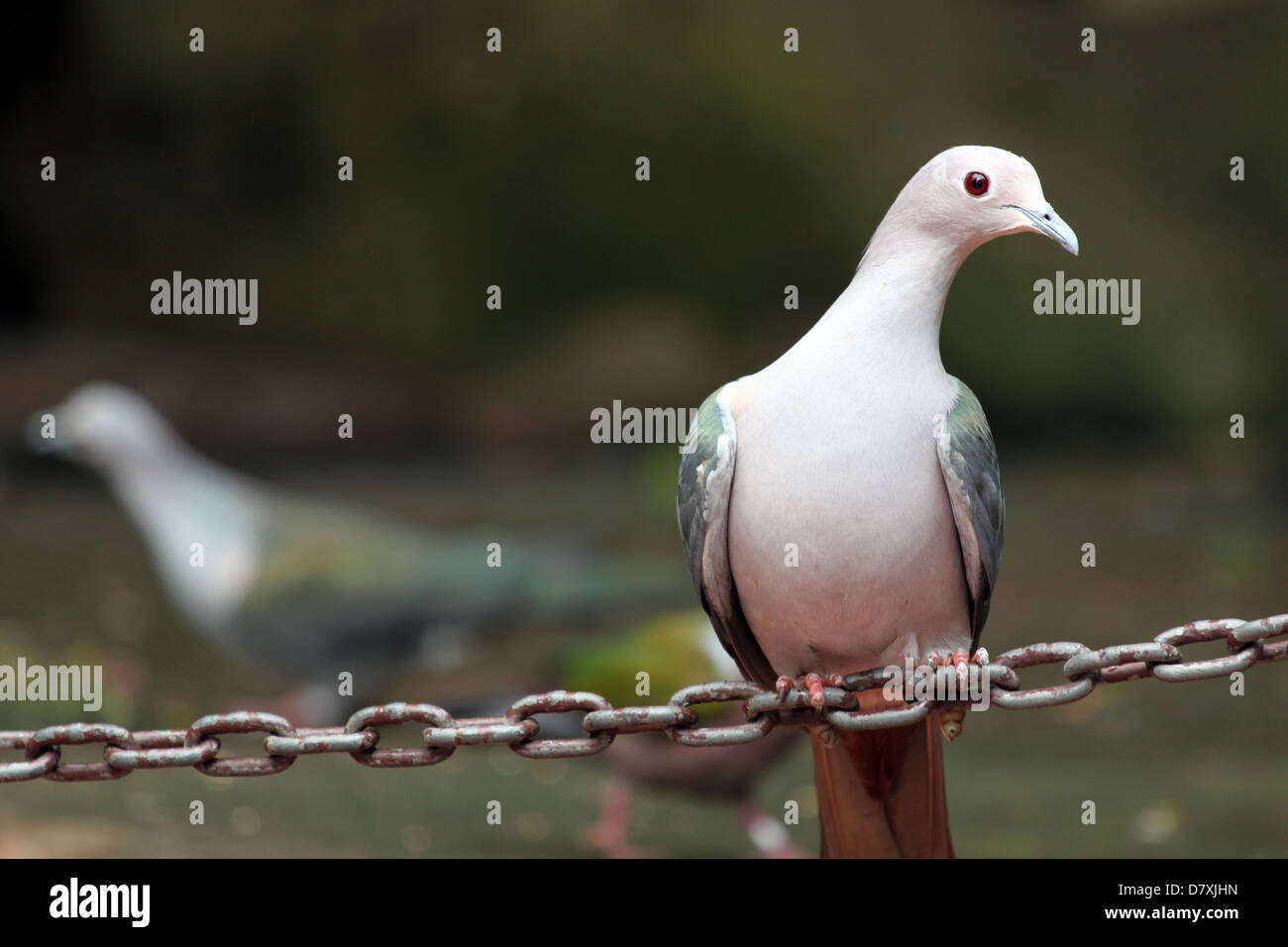 Pigeon are perched on a chain Stock Photo - Alamy