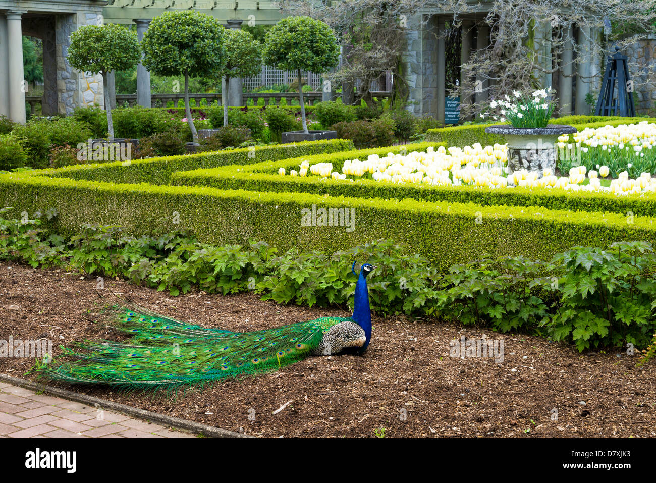 Peacock at hatley castle hi-res stock photography and images - Alamy