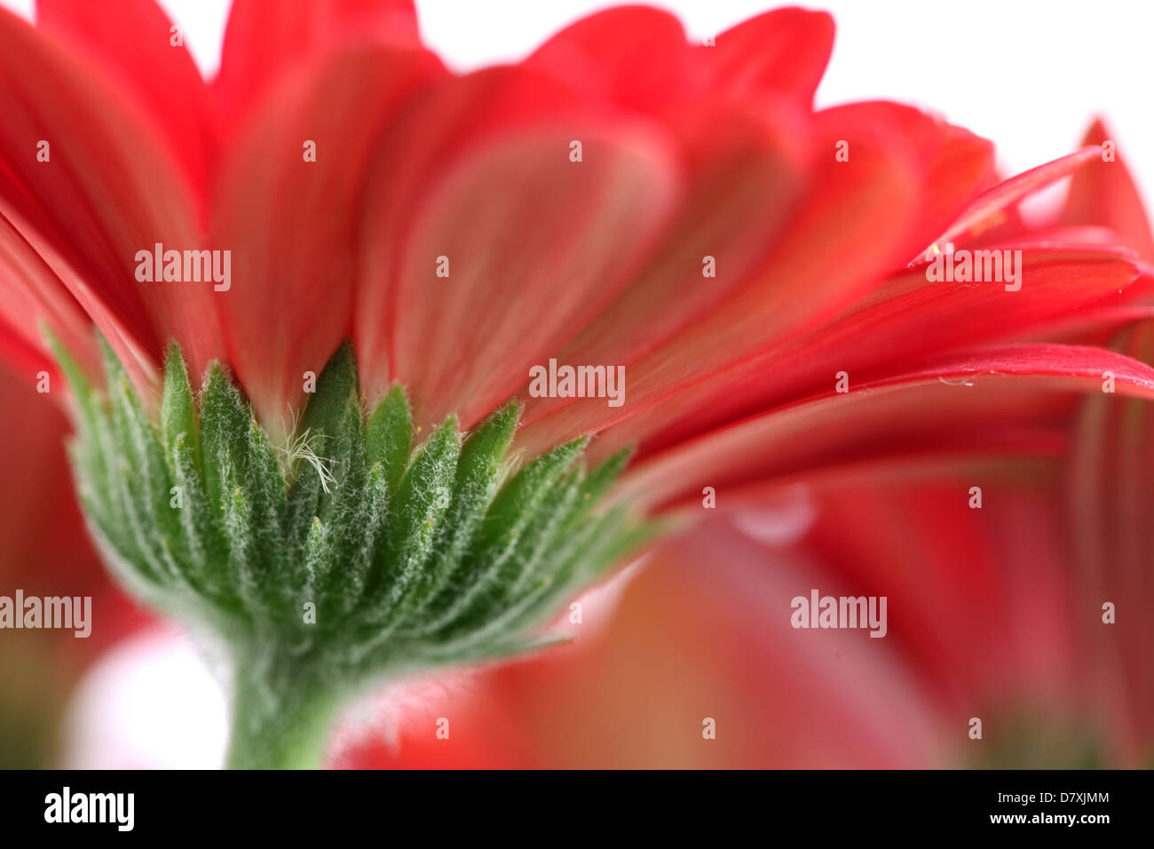 Downy beard hi-res stock photography and images - Alamy