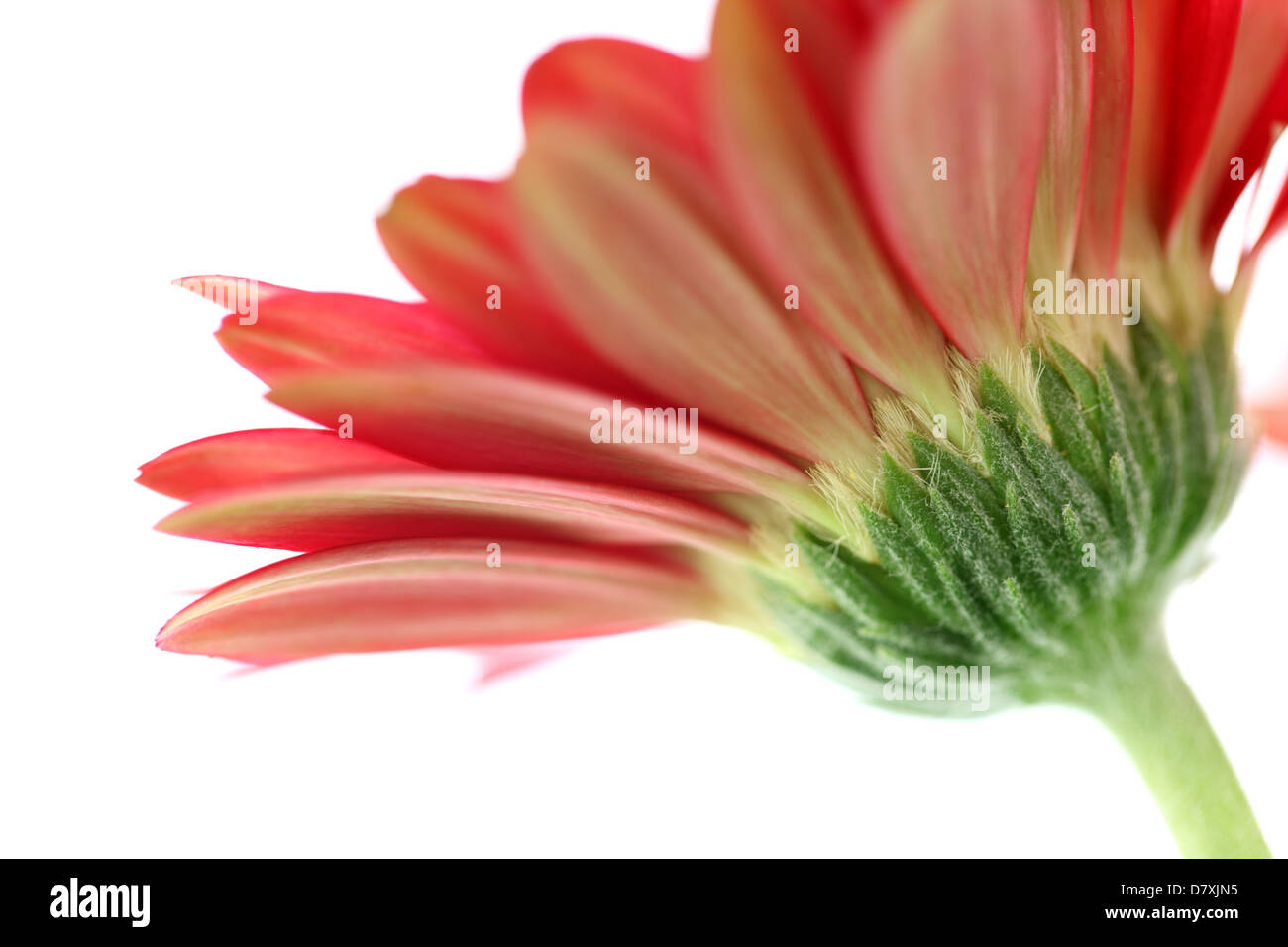 Downy Beard High Resolution Stock Photography and Images - Alamy