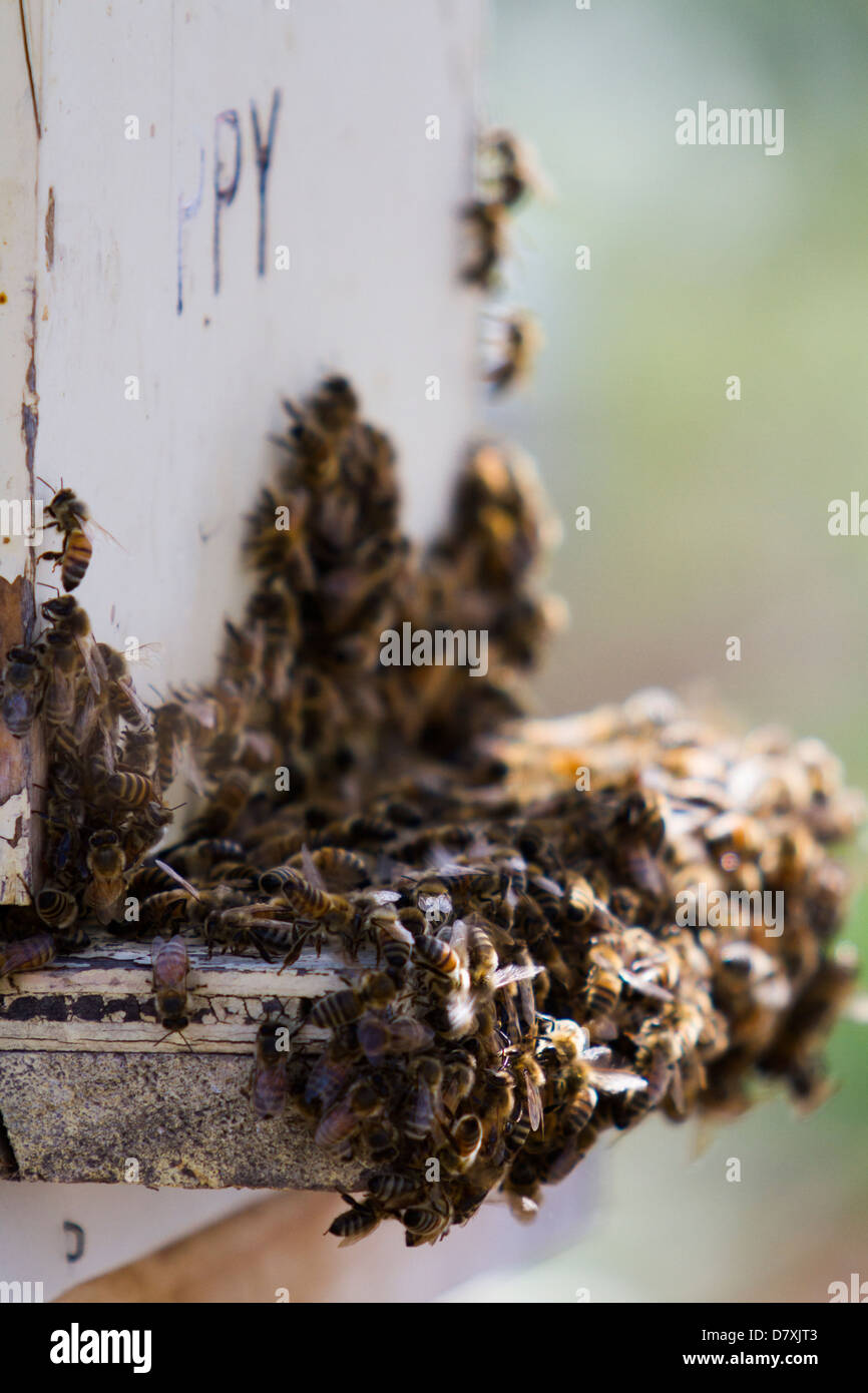 Installation of bee hives at new location Stock Photo - Alamy