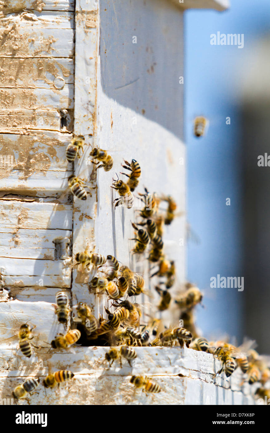 Installation of bee hives at new location Stock Photo - Alamy
