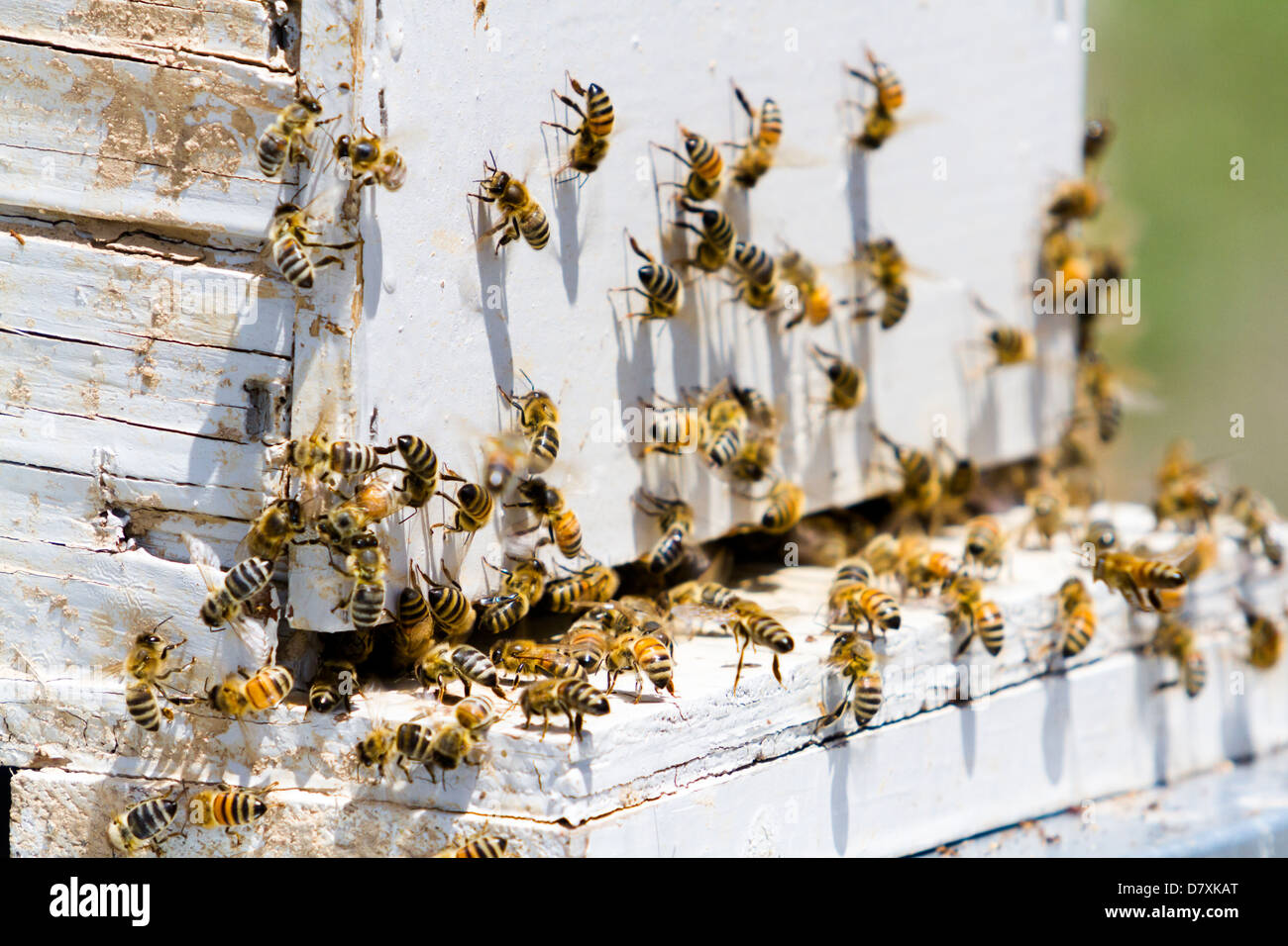 Installation of bee hives at new location Stock Photo - Alamy