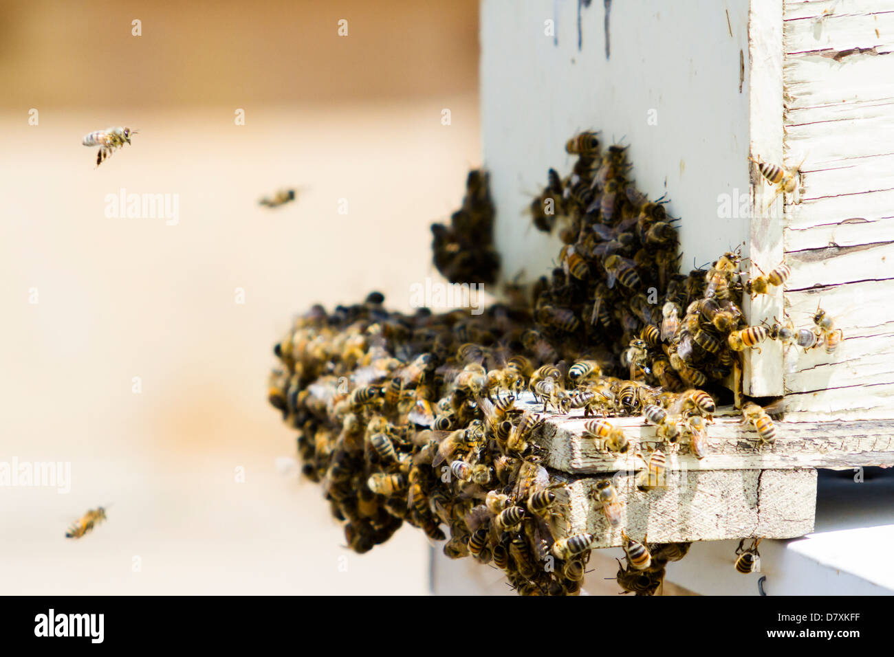 Installation of bee hives at new location Stock Photo - Alamy