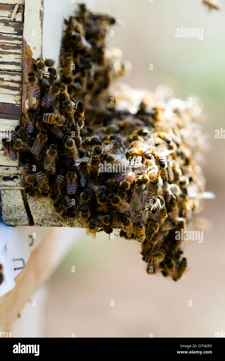 Installation of bee hives at new location Stock Photo - Alamy