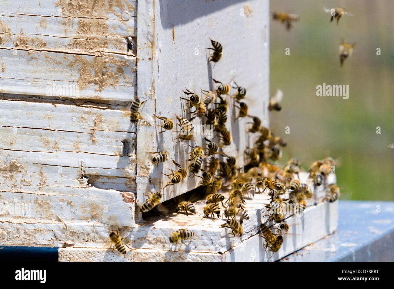 Installation of bee hives at new location Stock Photo - Alamy
