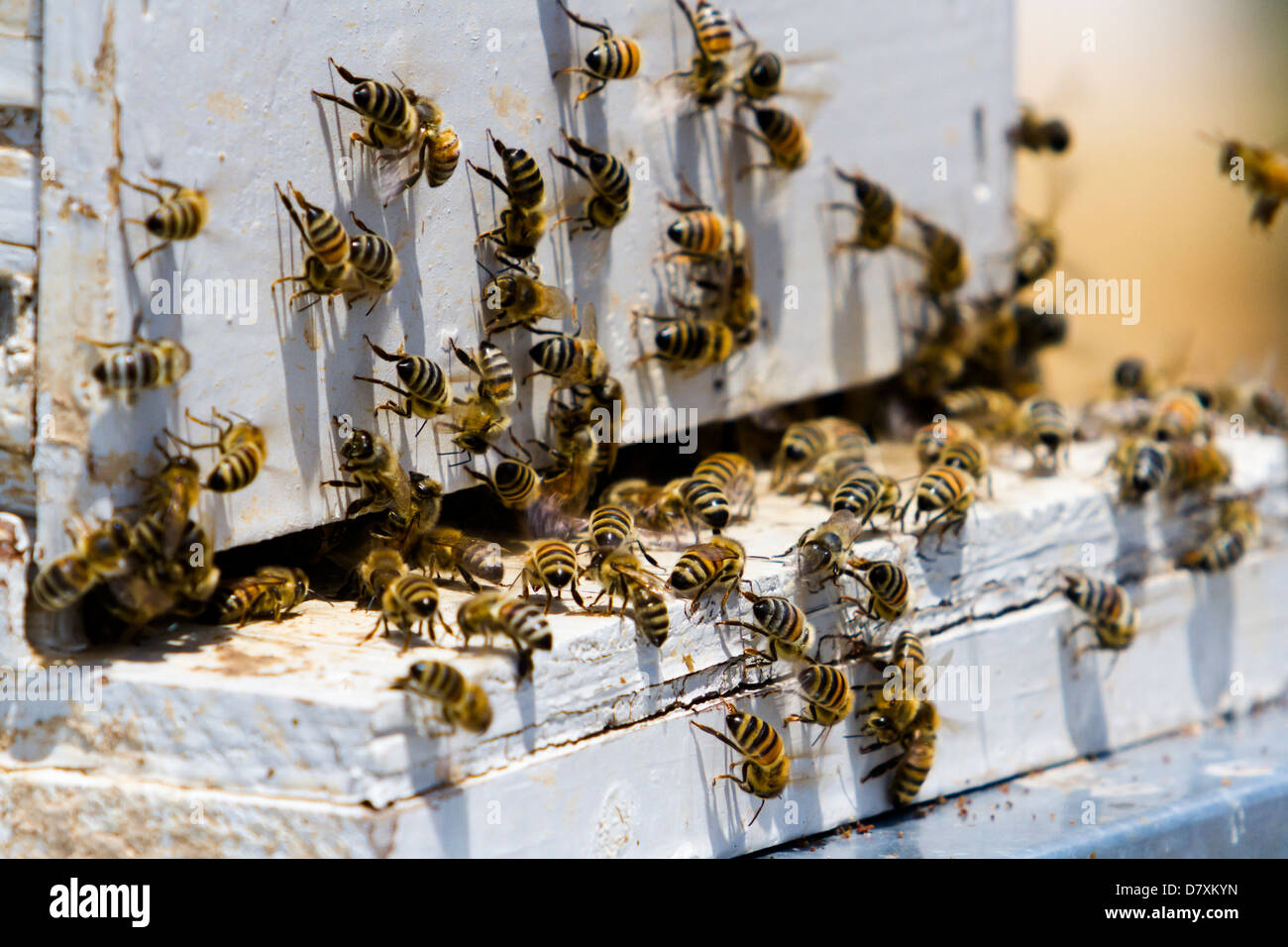 Installation of bee hives at new location Stock Photo - Alamy