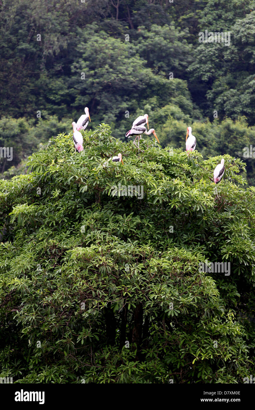 Perched bird on tree hi-res stock photography and images - Alamy
