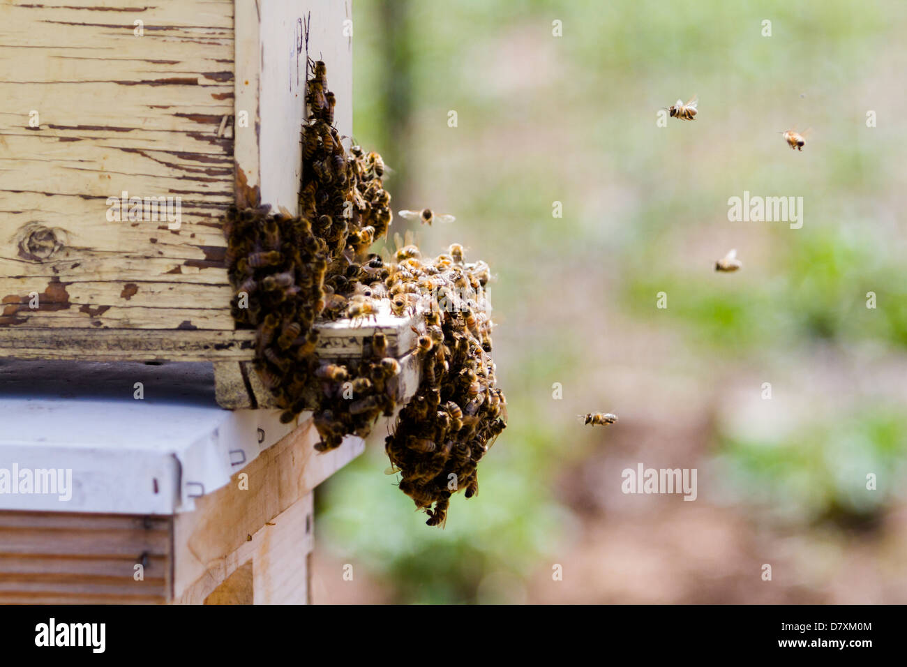 Installation of bee hives at new location Stock Photo - Alamy