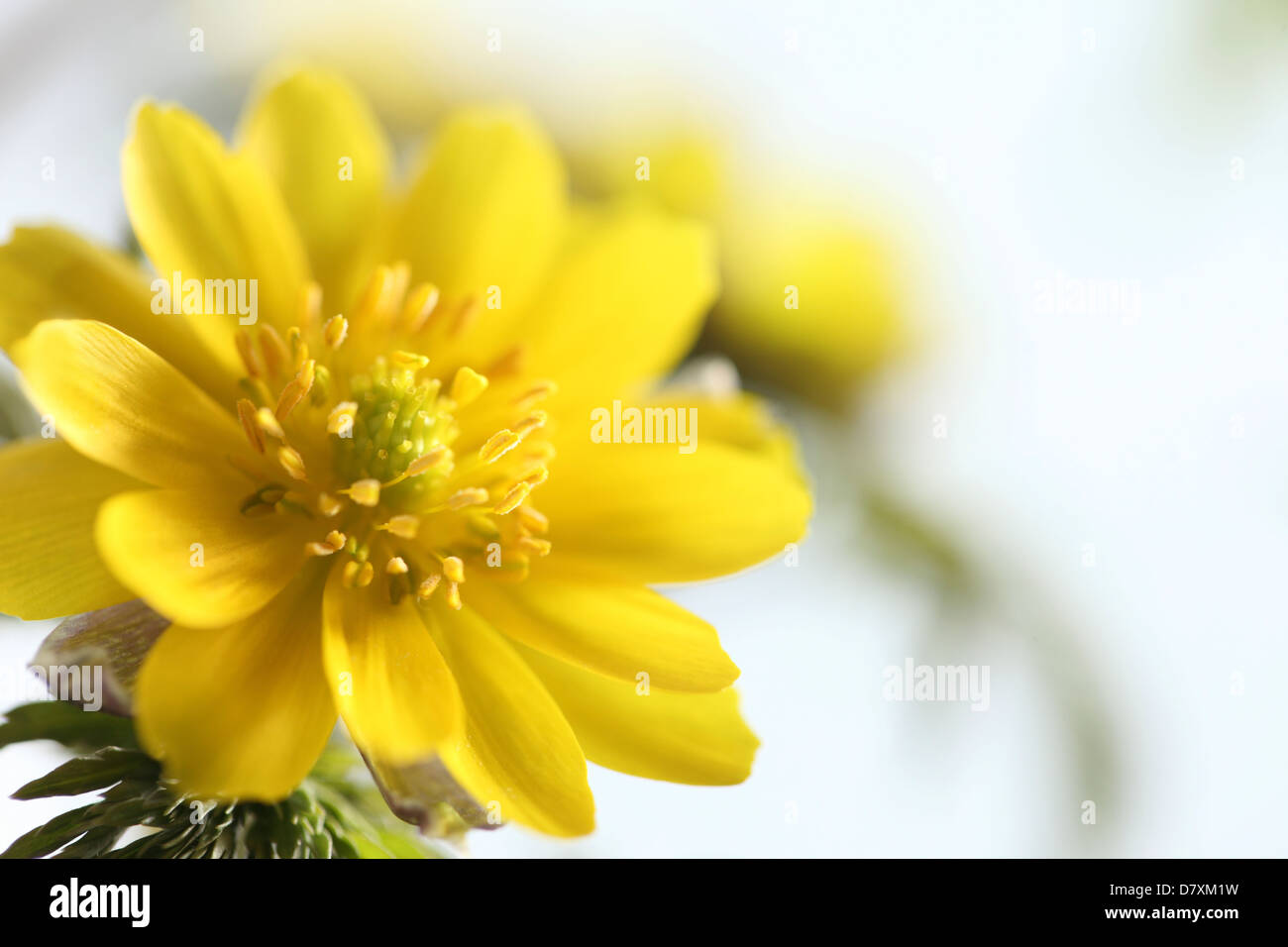 Amur adonis flower plant yellow hi-res stock photography and images - Alamy