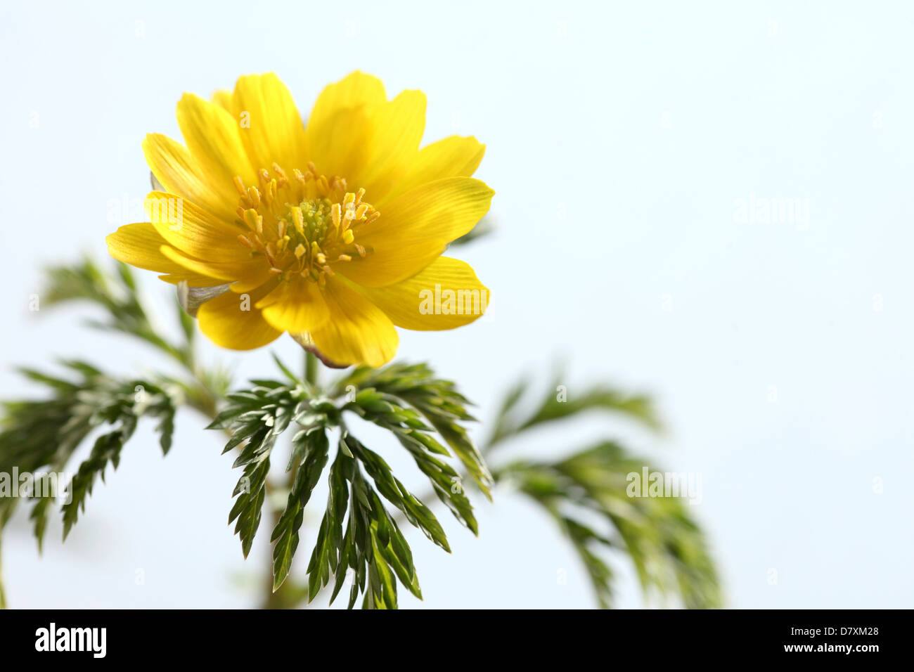 Amur adonis flower green yellow hi-res stock photography and images - Alamy