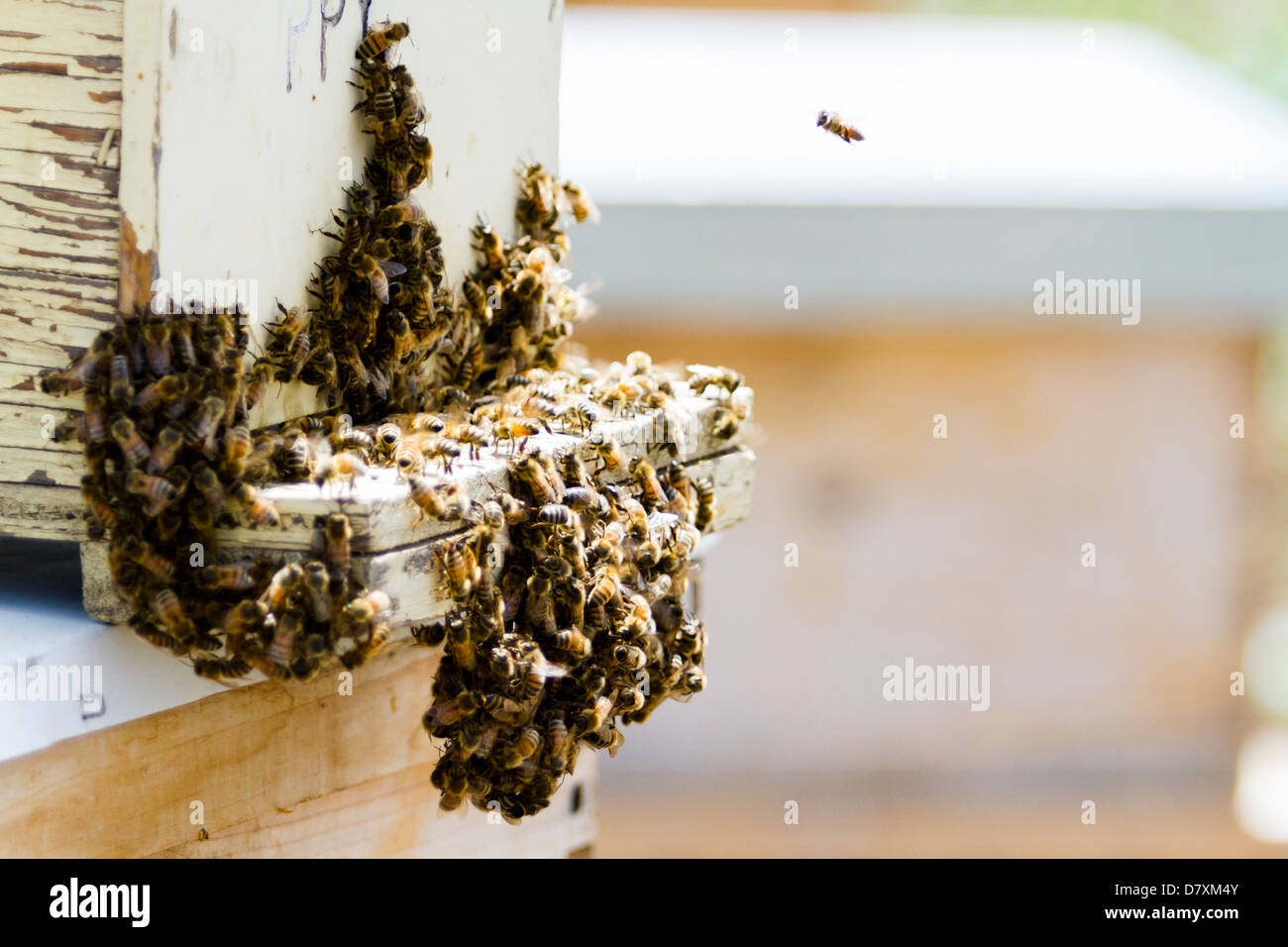 Installation of bee hives at new location Stock Photo - Alamy