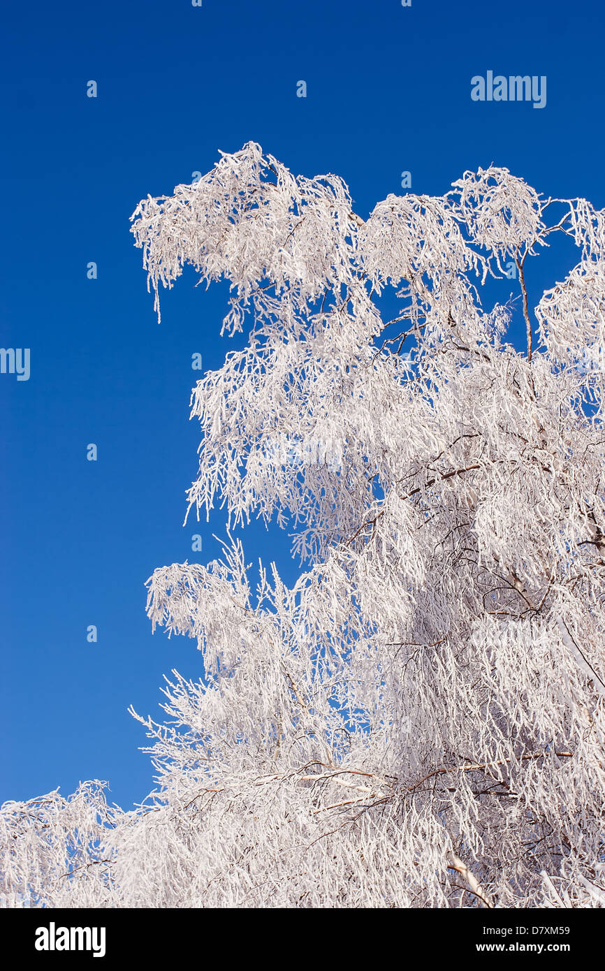 Frosted environment hi-res stock photography and images - Alamy