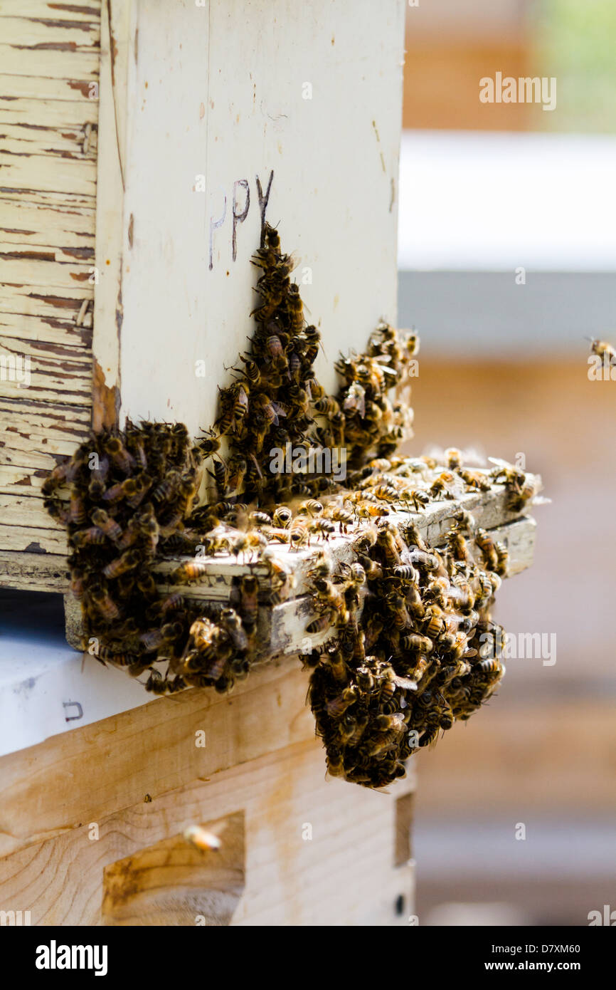 Installation of bee hives at new location Stock Photo - Alamy