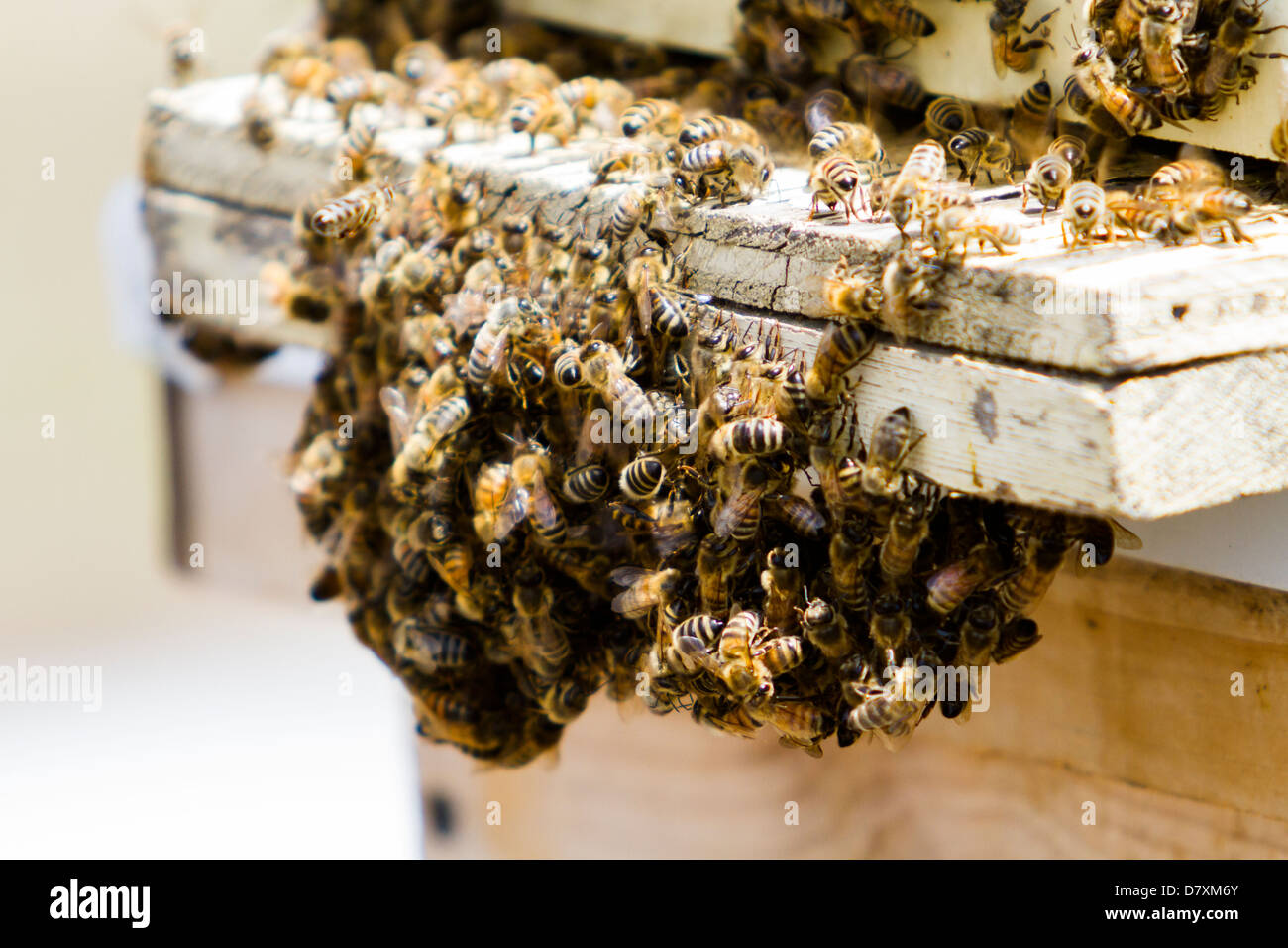 Installation of bee hives at new location Stock Photo - Alamy