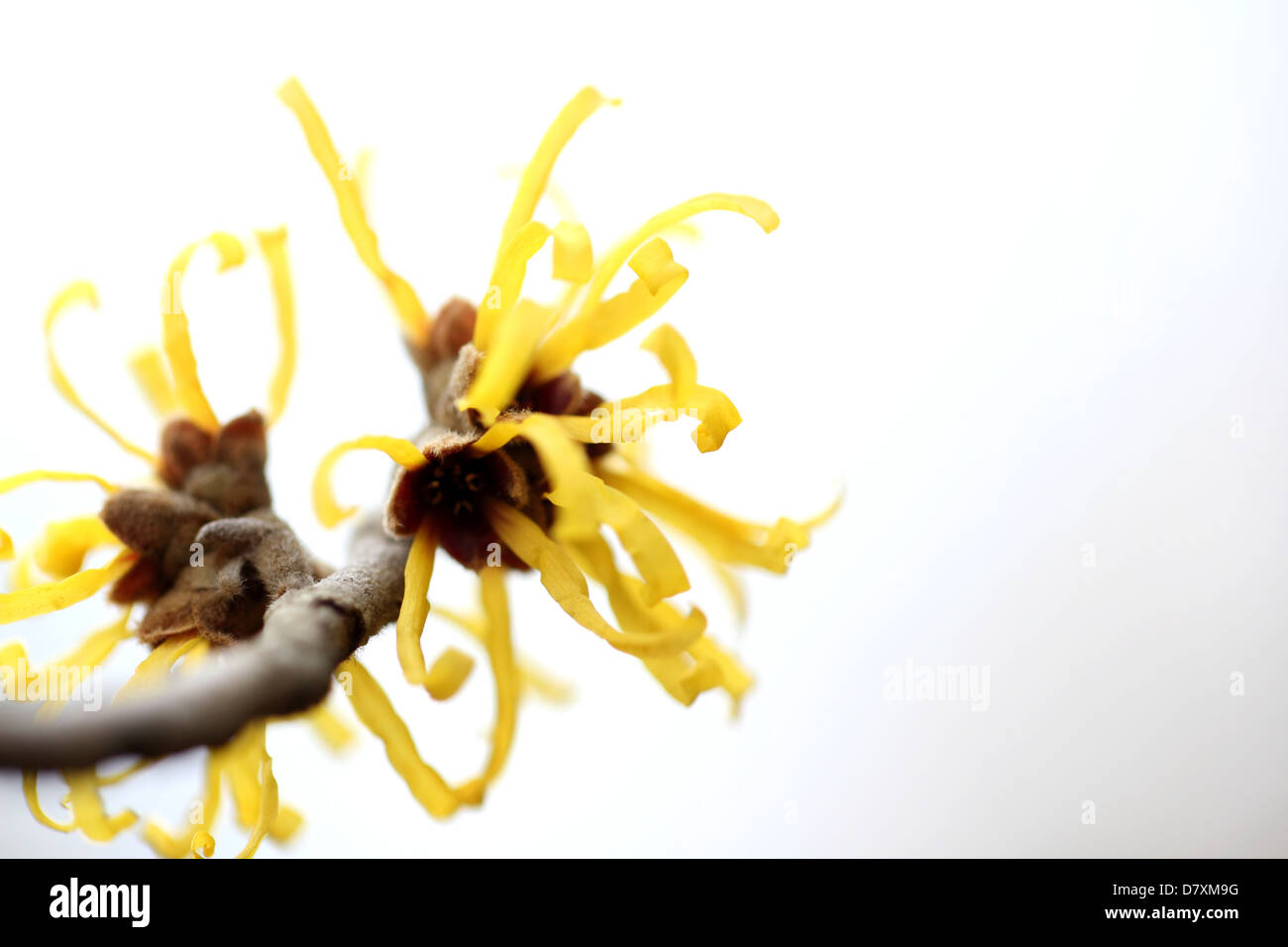 Witch hazel hi-res stock photography and images - Alamy
