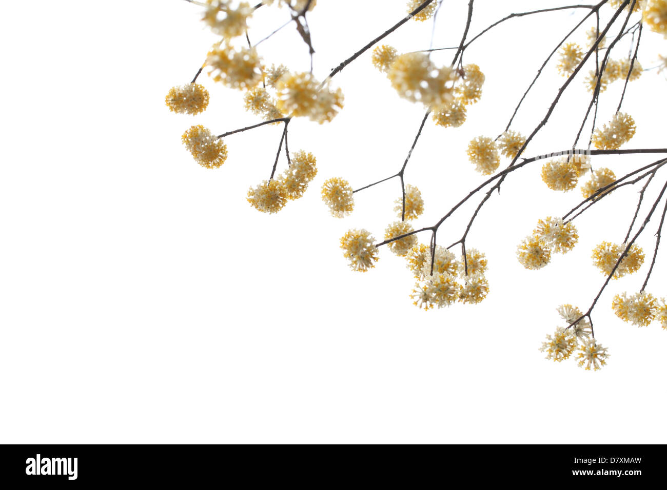 Paperbush hi-res stock photography and images - Alamy