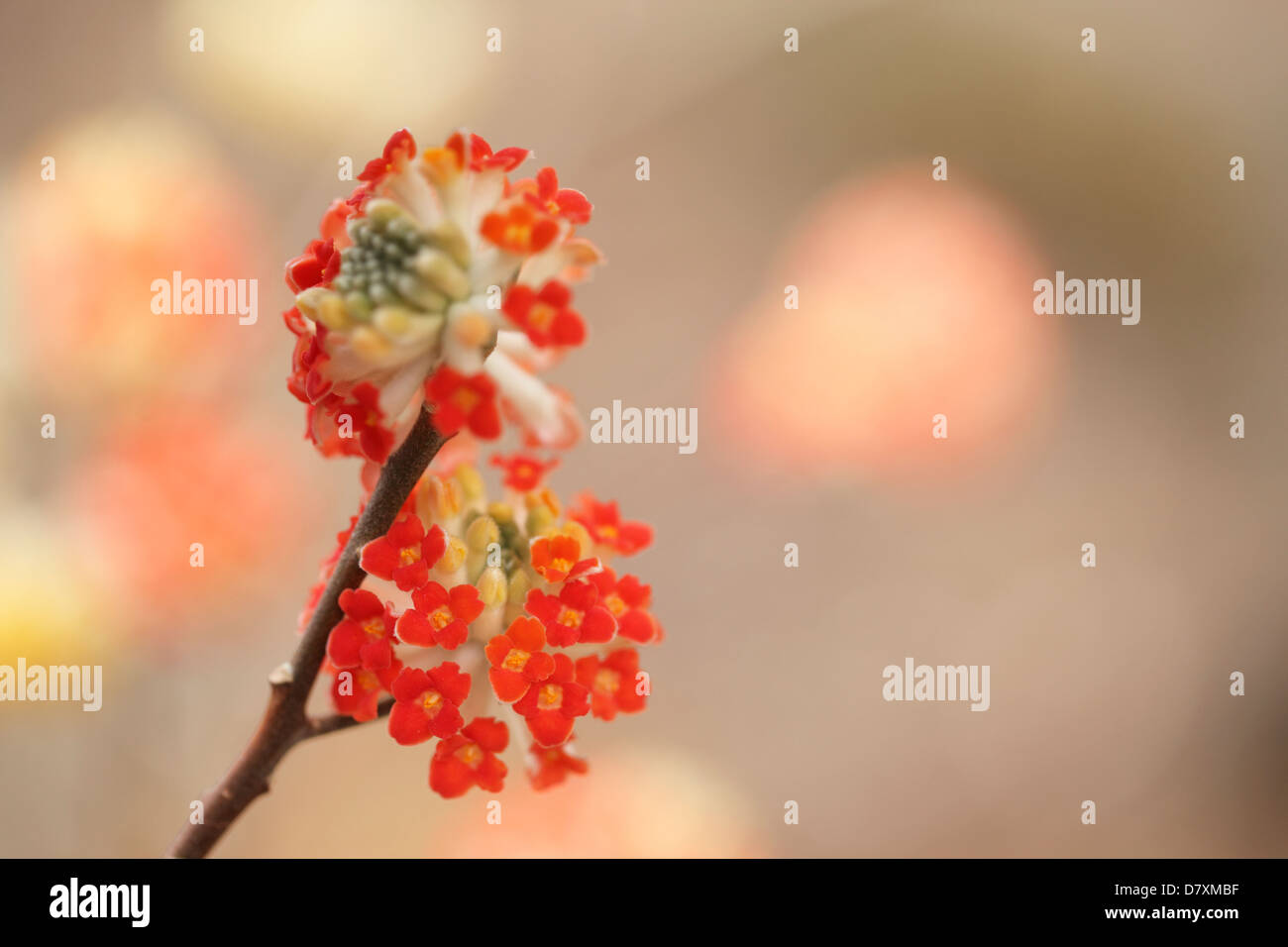 Paperbush hi-res stock photography and images - Alamy