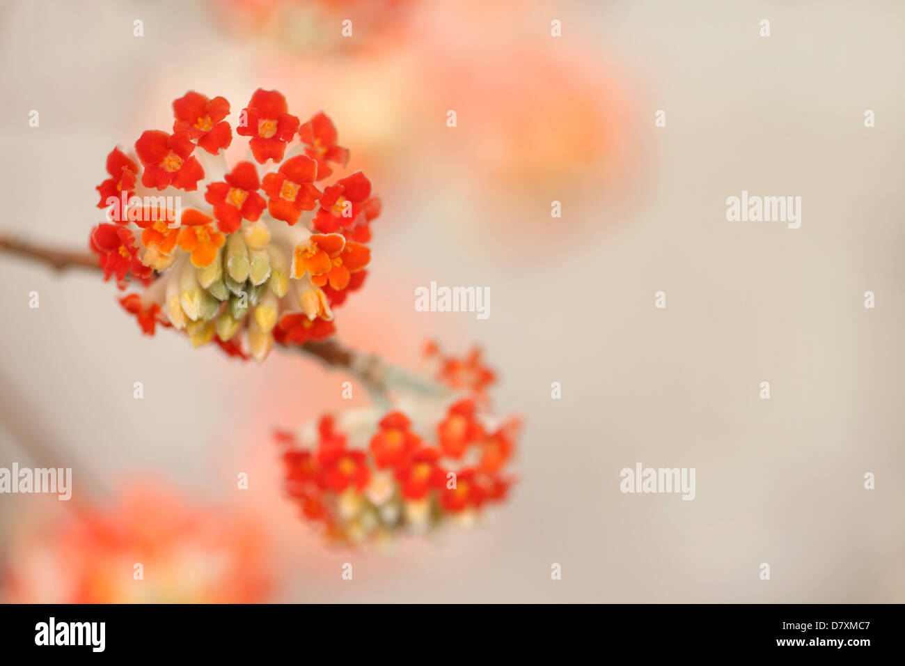 Paperbush hi-res stock photography and images - Alamy