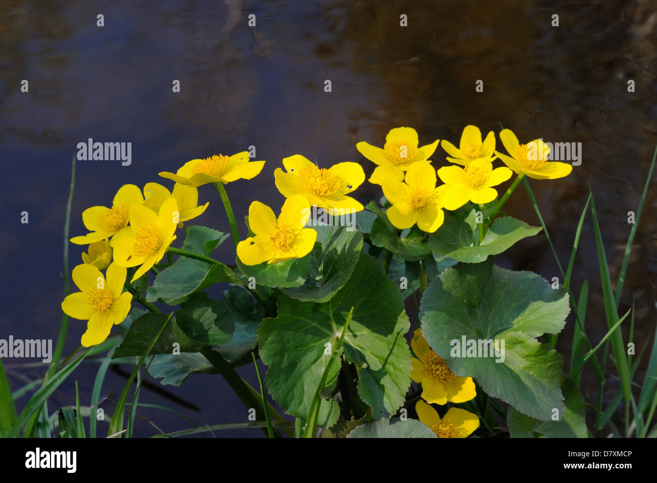 Marsh marigold water hi-res stock photography and images - Alamy