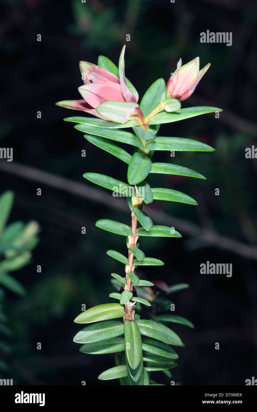 Close-up of Lemon-scented Myrtle flower- Darwinia citriodora- Family ...