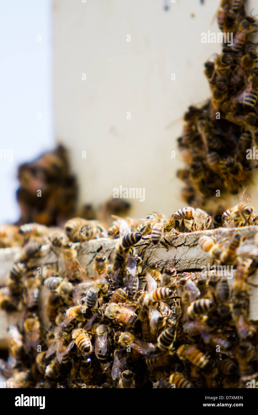 Installation of bee hives at new location Stock Photo - Alamy