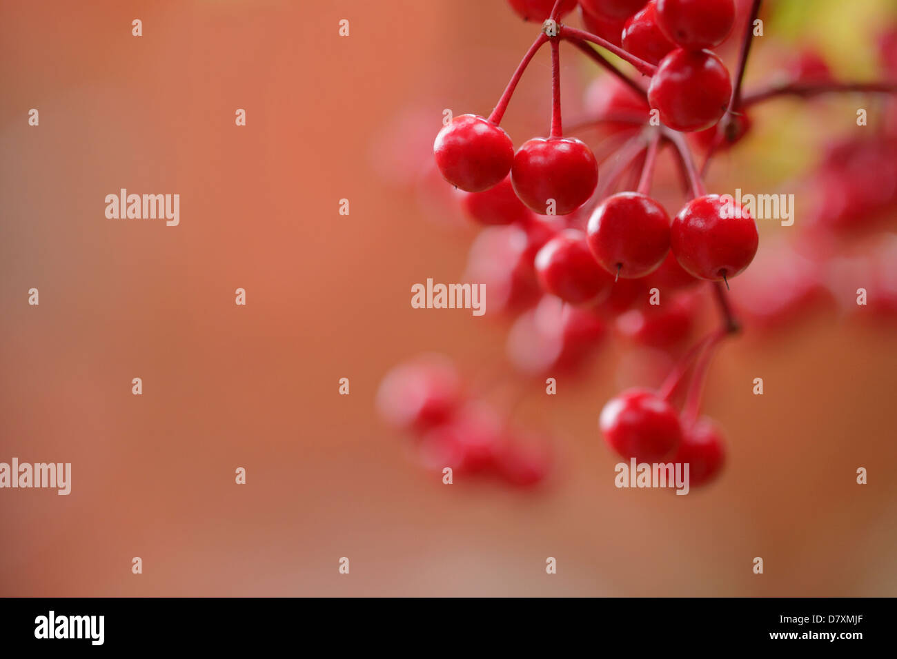 Ardisia High Resolution Stock Photography and Images - Alamy