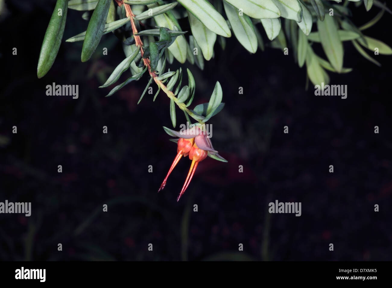 Close-up of Lemon-scented Myrtle flower- Darwinia citriodora- Family ...
