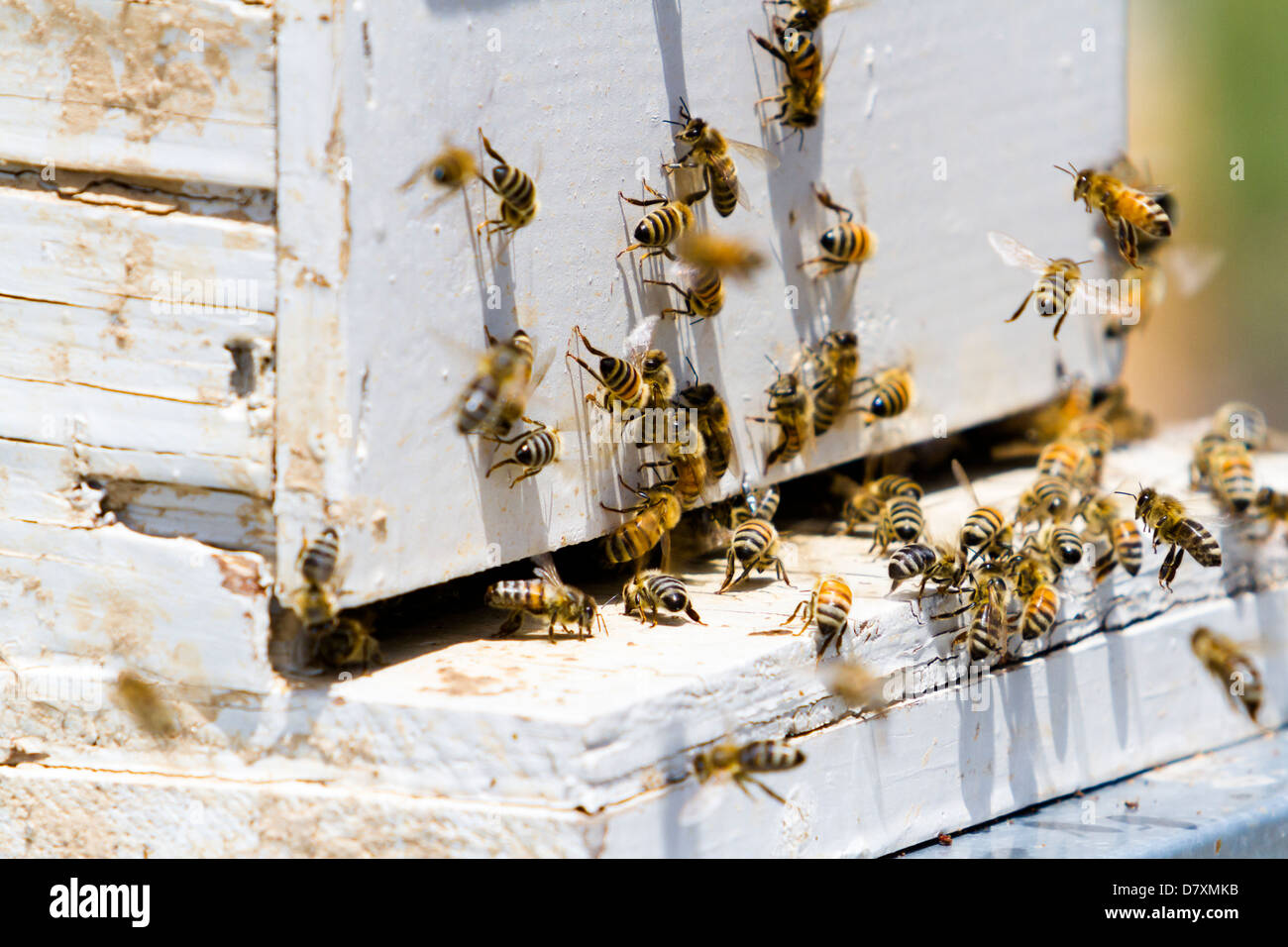 Installation of bee hives at new location Stock Photo - Alamy