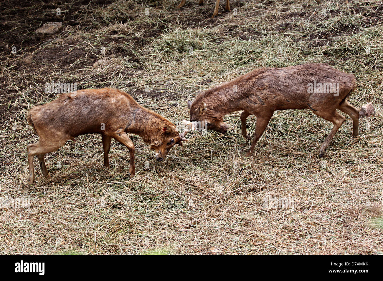 wild deer were fighting to wrest area Stock Photo - Alamy