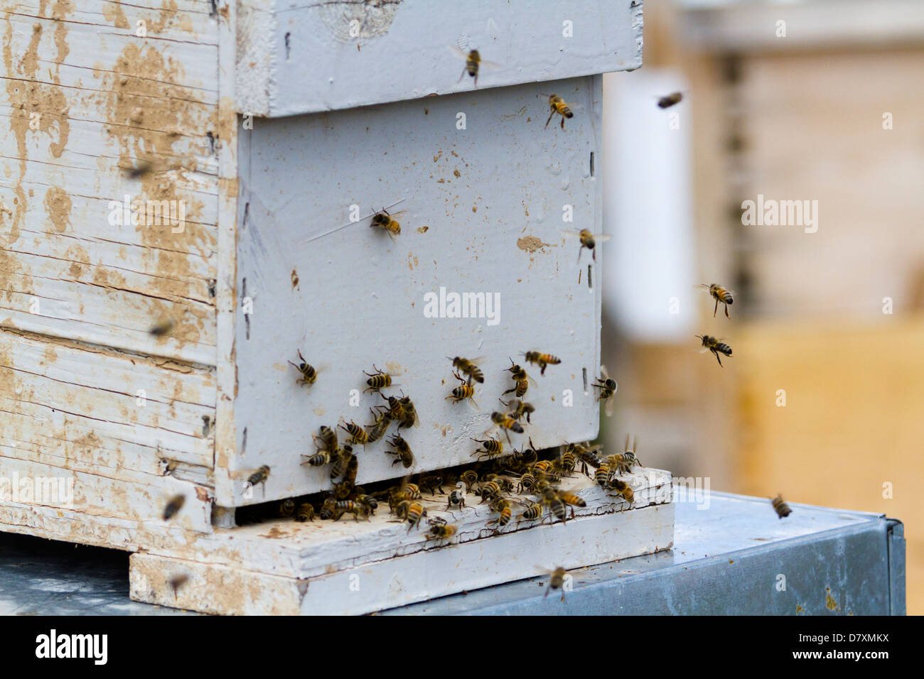 Installation of bee hives at new location Stock Photo - Alamy