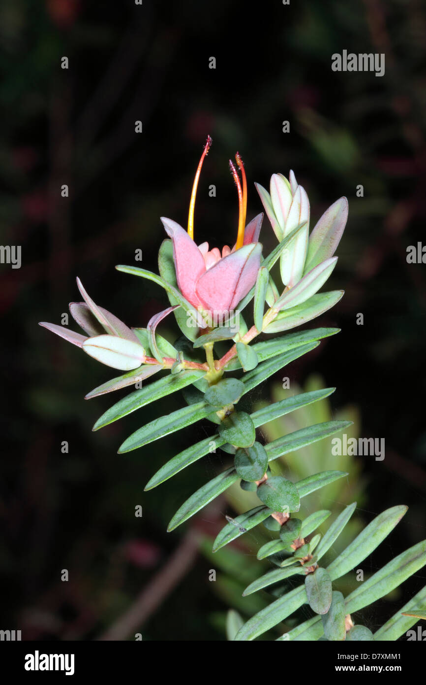 Close-up of Lemon-scented Myrtle flower- Darwinia citriodora- Family ...