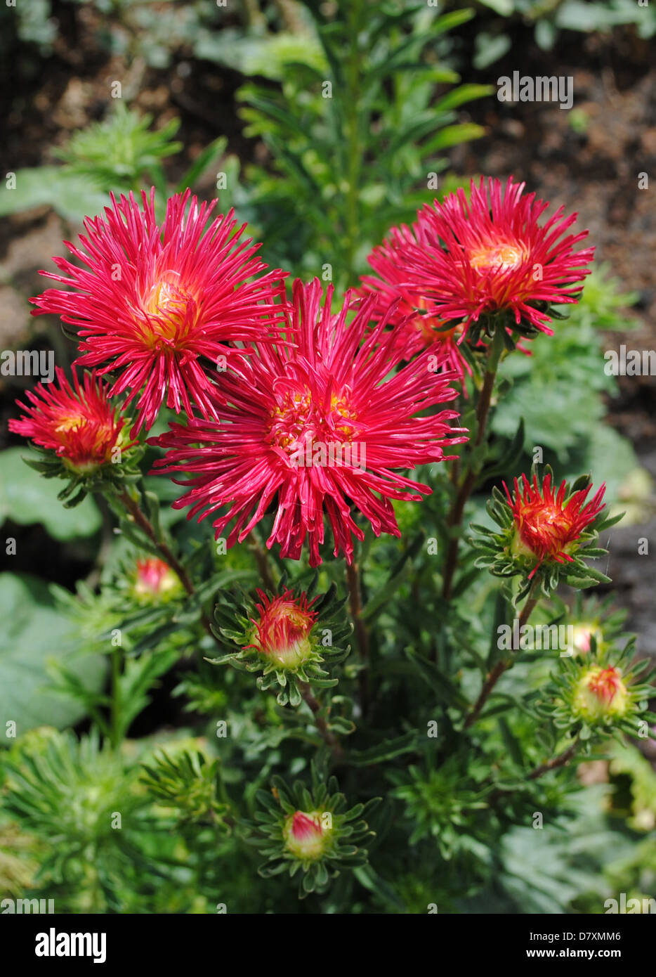 Red needle hi-res stock photography and images - Alamy