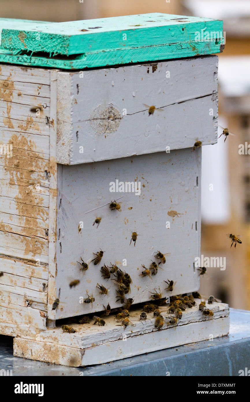 Installation of bee hives at new location Stock Photo - Alamy