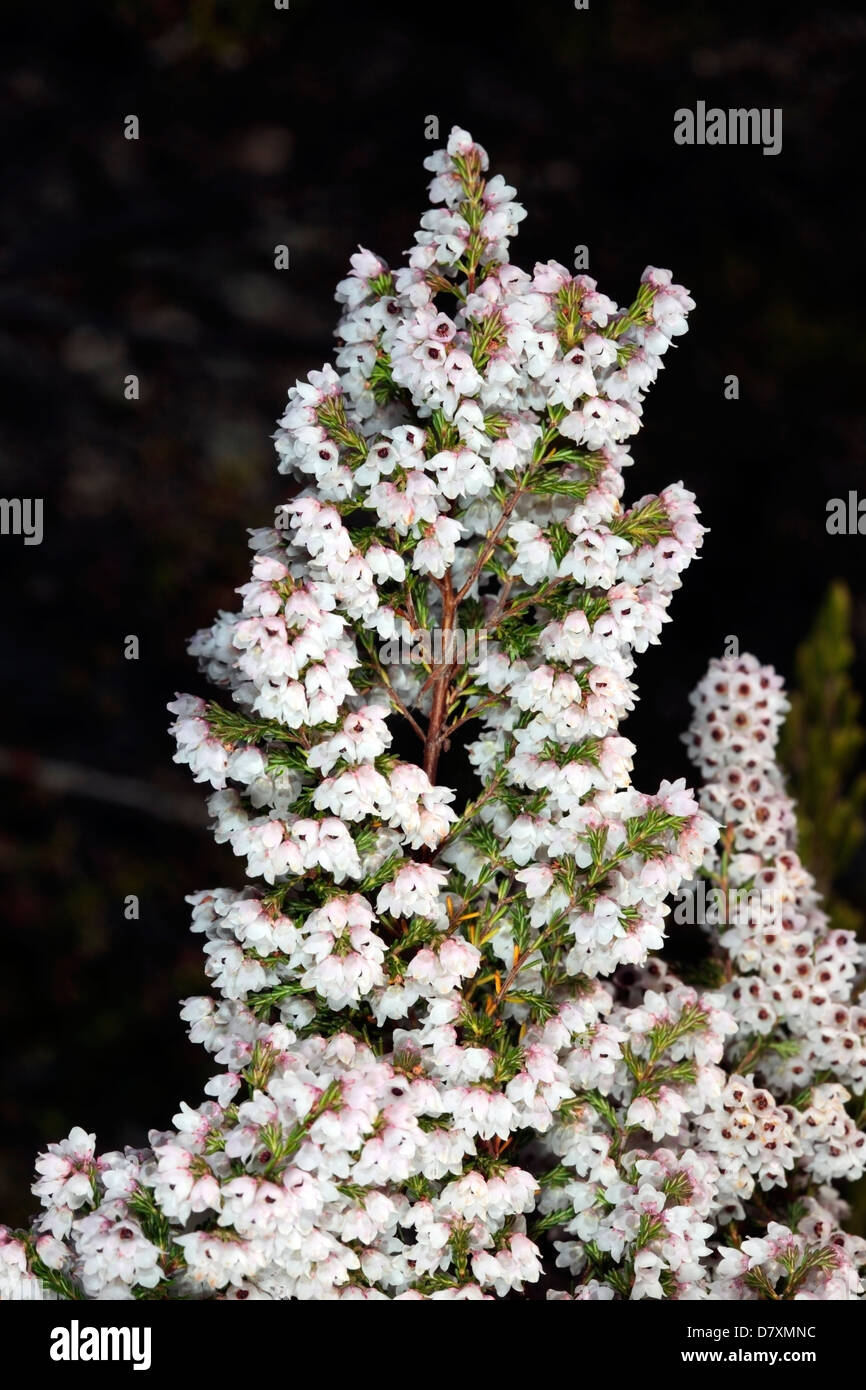 Baby Heath/ Square Heath- Erica quadrangularis - Family Ericaceae Stock ...