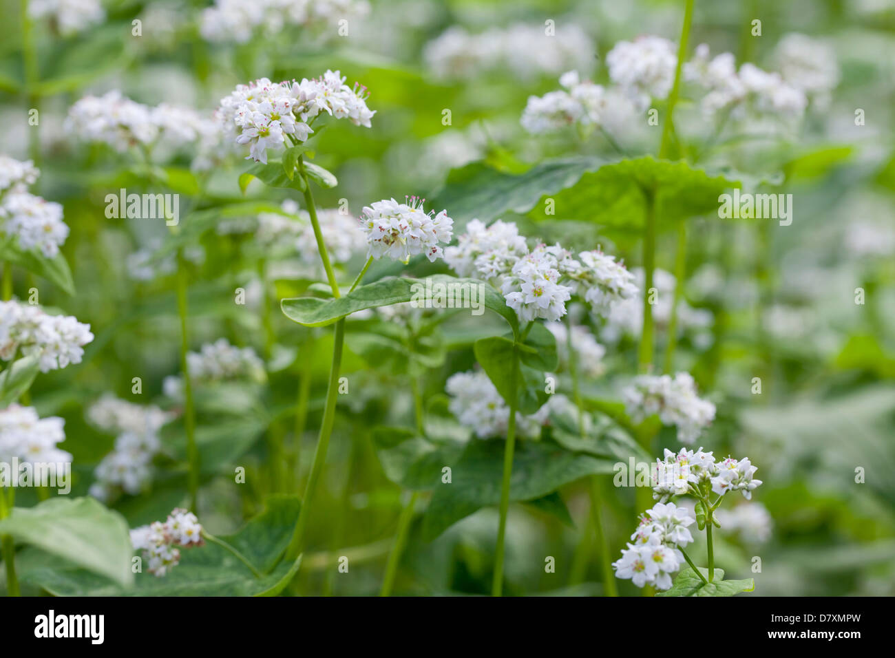 Buckwheat field hi-res stock photography and images - Alamy