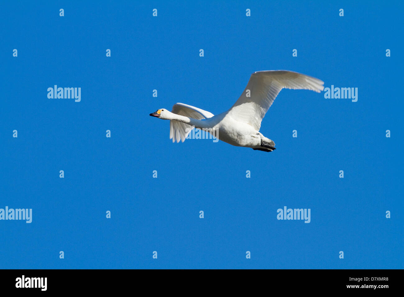 Swan flying hi-res stock photography and images - Alamy