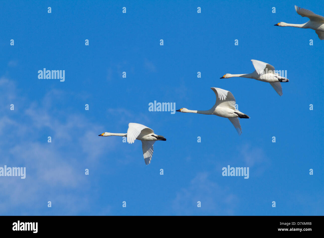 Swans flying hi-res stock photography and images - Alamy