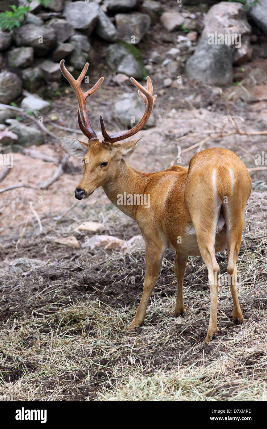 The wild deer are looking for food Stock Photo - Alamy
