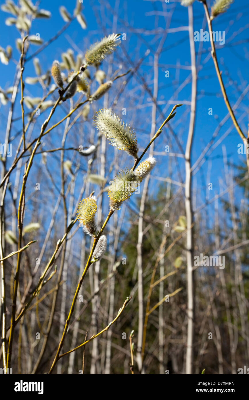 Willow blooming hi-res stock photography and images - Alamy
